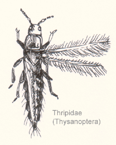 Thrips