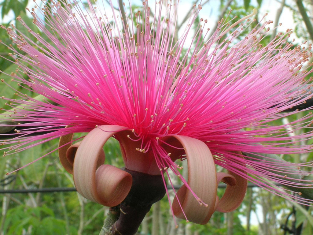 Pseudobombax Ellipticum Tree ~ ThundersCloud