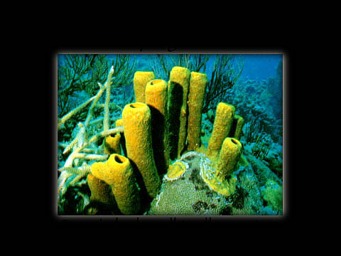 Sponges (Porifers)