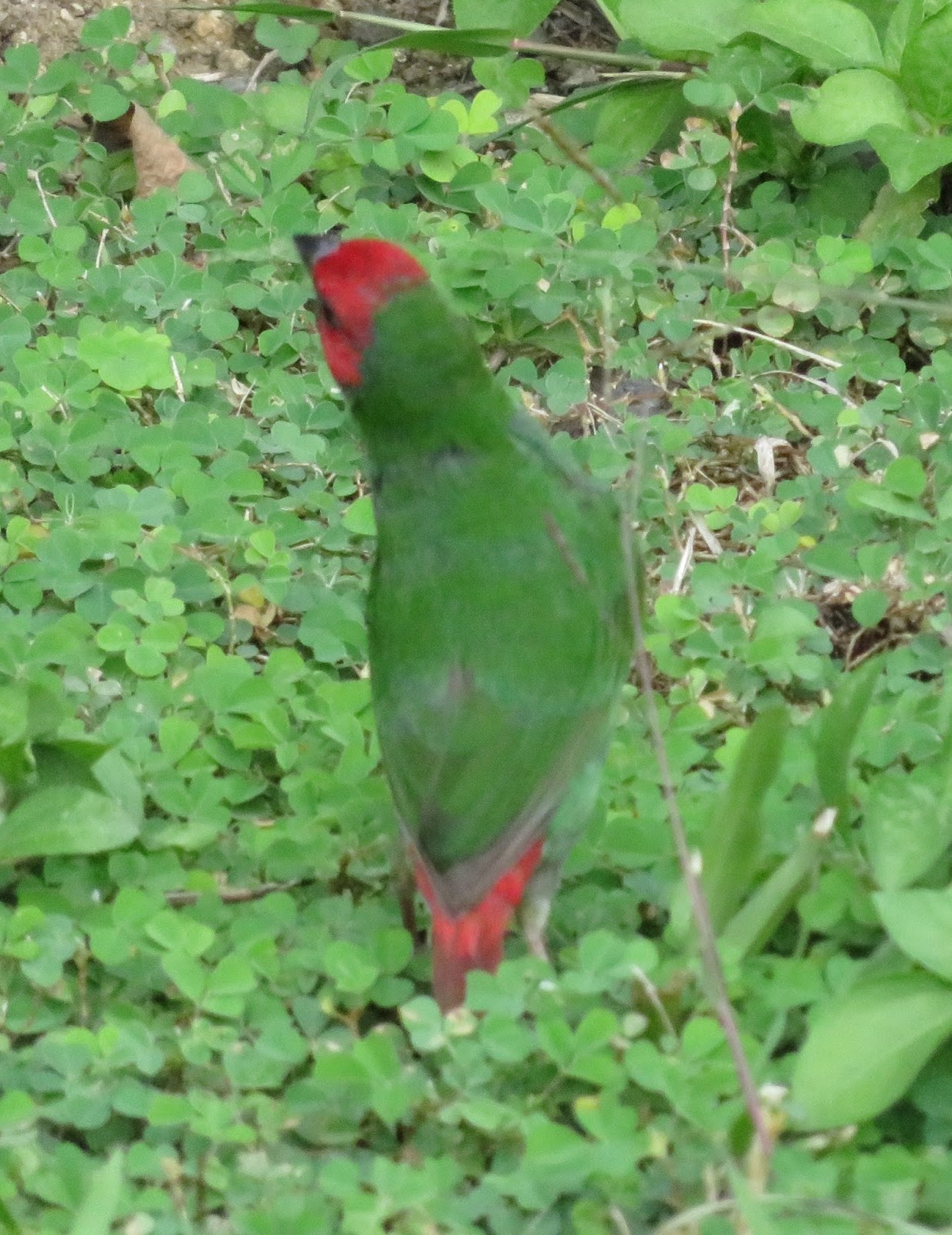 A Human Geographer in Fiji: Red-headed parrot finch and orange-breasted ...