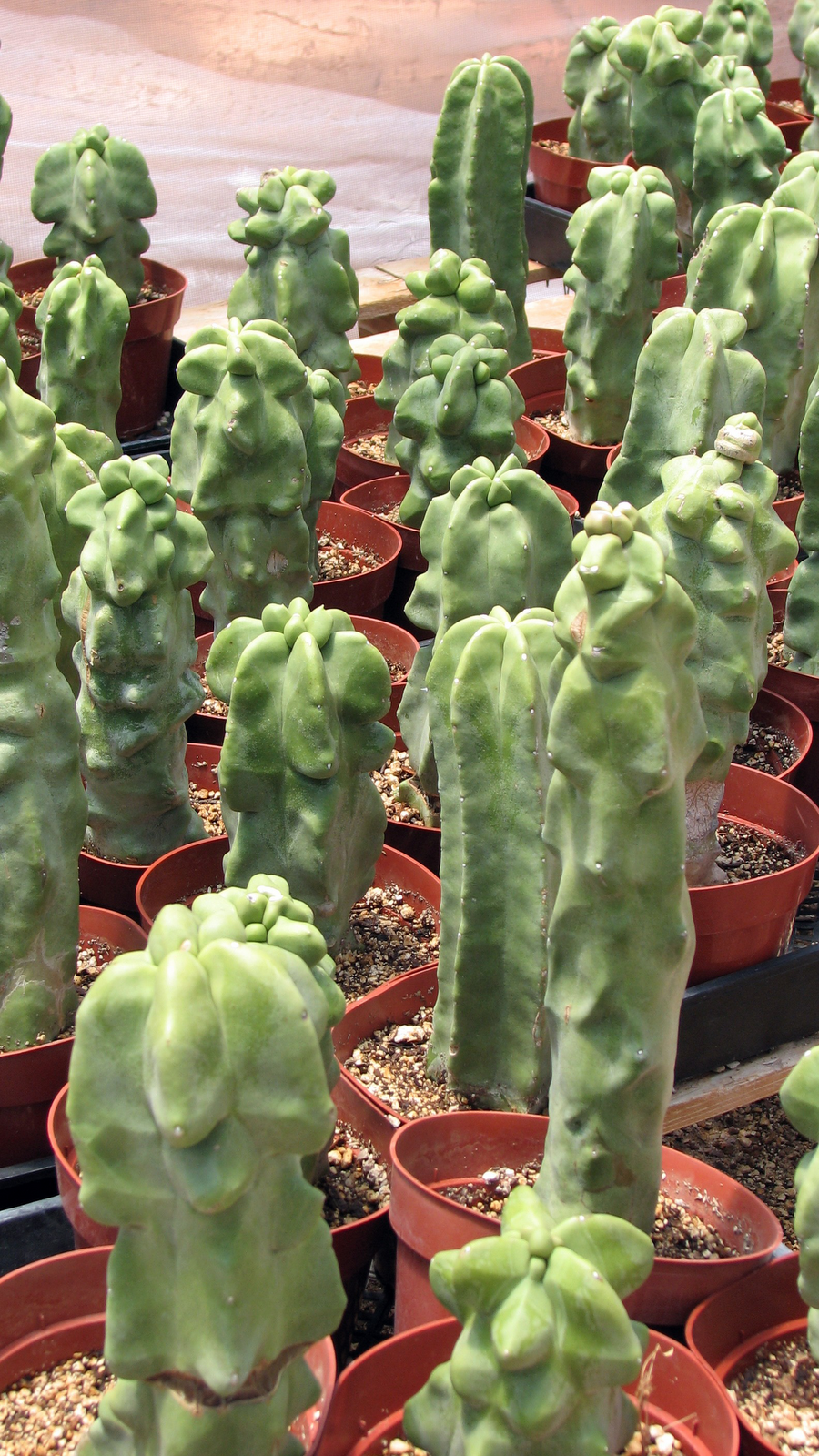 someplace*in*thyme: Part Two Of The Cactus Garden AND Pink Saturday