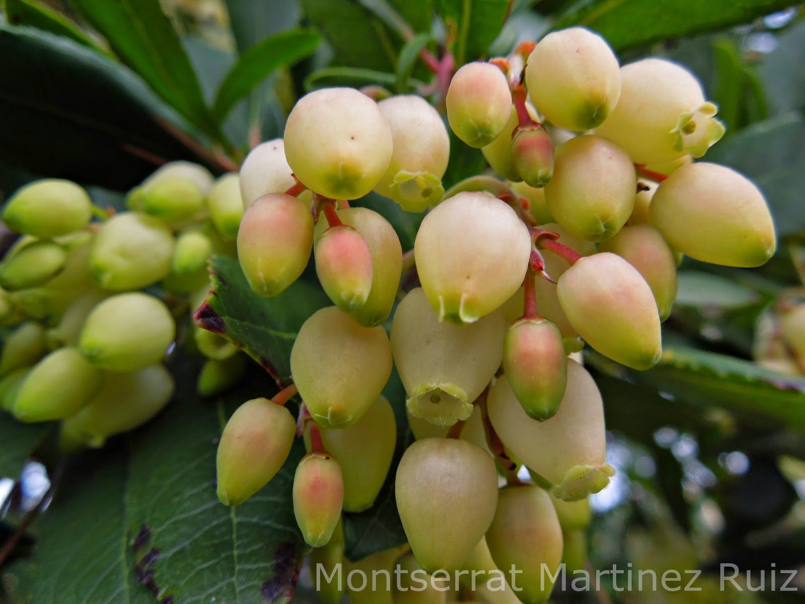 Flores del MADROÑO - BOTÀNIC SERRAT