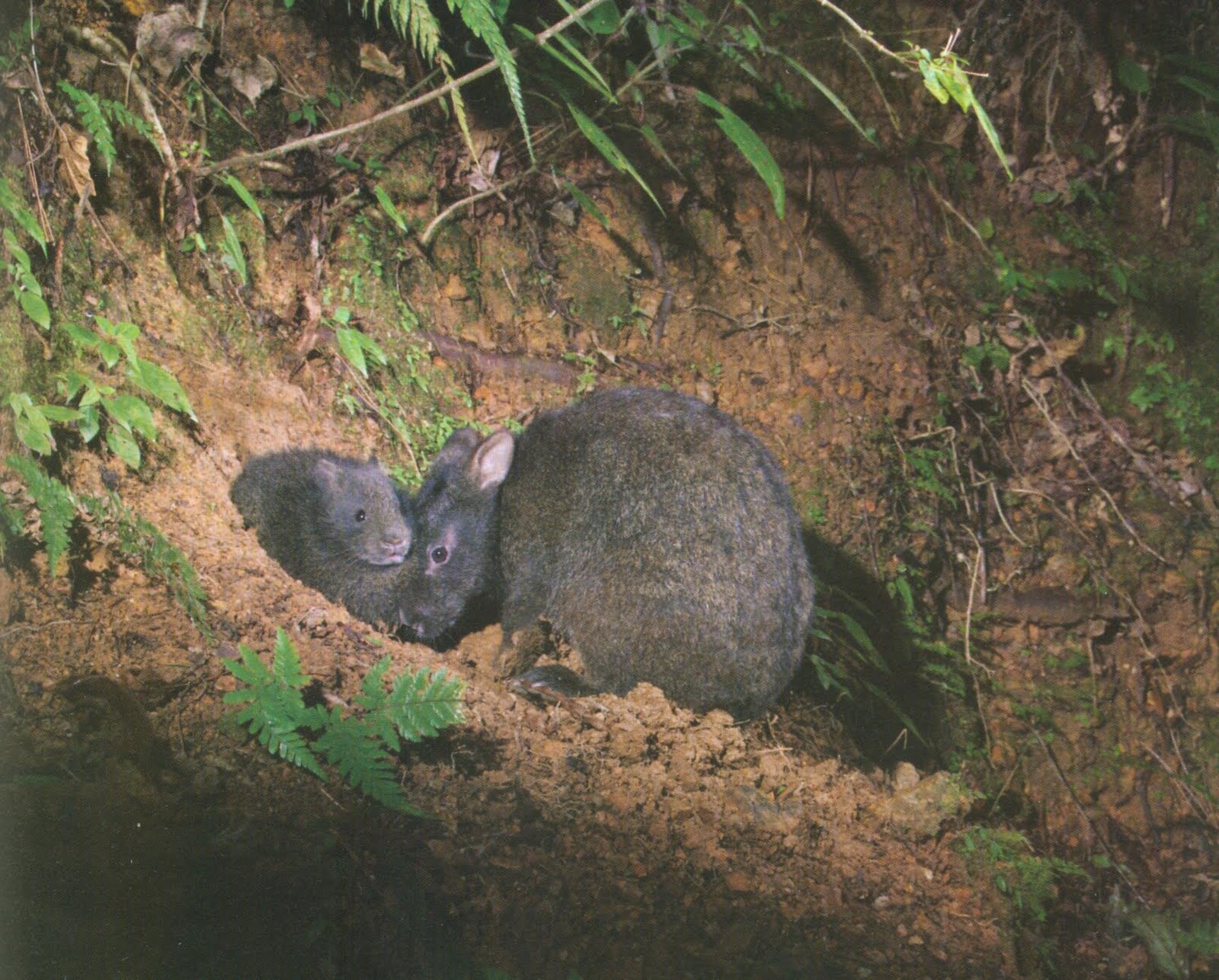 Daylee News Nuggets: News Nuggets 601