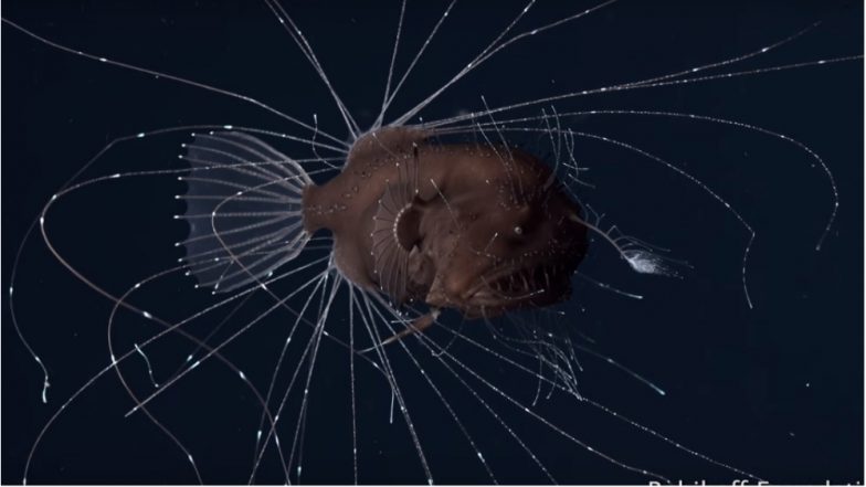 '18 : Deep-sea anglerfish called the fanfin angler (Caulophryne jordani)