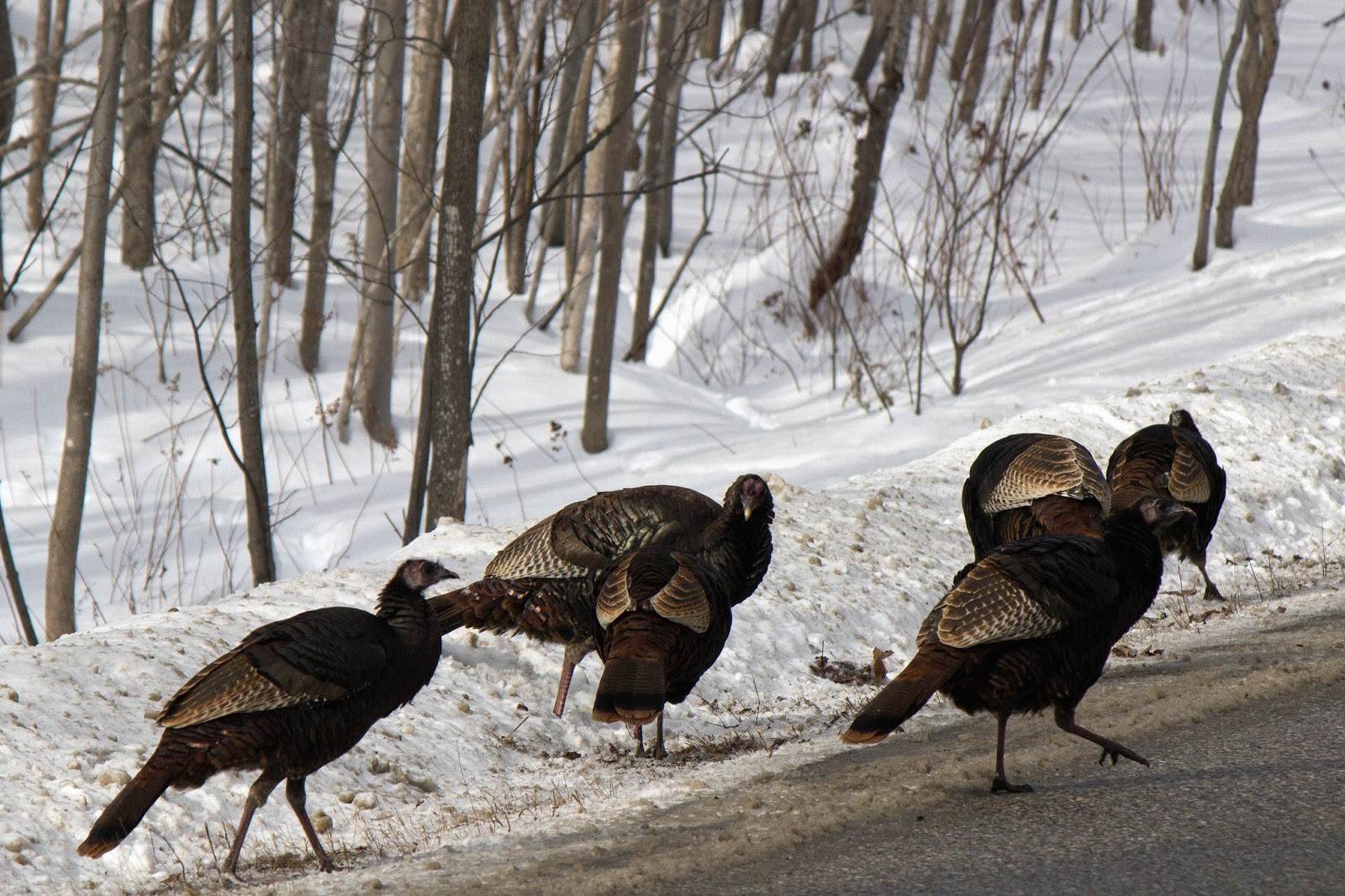 Sometimes, I'm just not fast enough with this whole picture-taking thing,