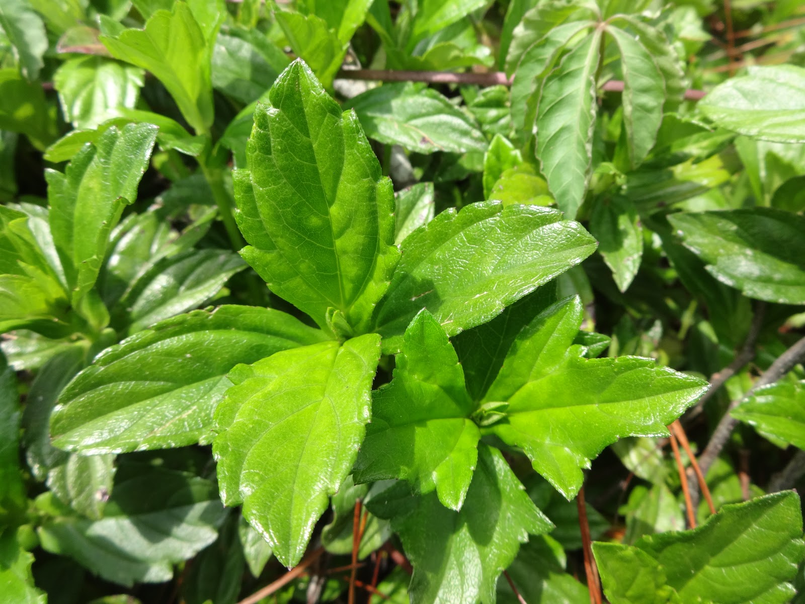 Herbs from Distant Lands: Wedelia - Wedelia chinensis - trilobata ...