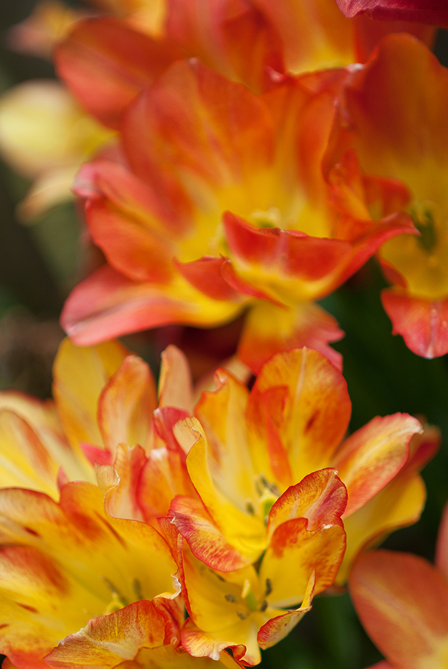 WHITE RABBIT garden: Tulip "Sunshine Club"