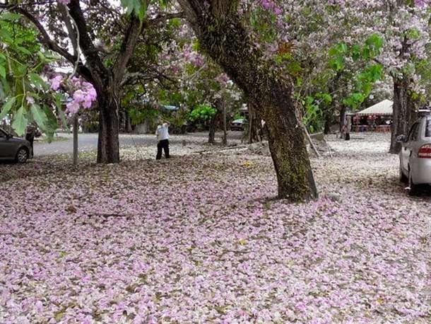 ♥ Farra.N.♥: Fenomena Musim Bunga Di Malaysia