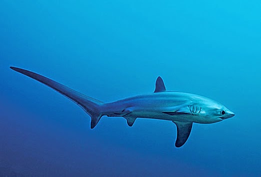 What Lurks Beneath: 5 Freaky Sharks That Own the Ocean