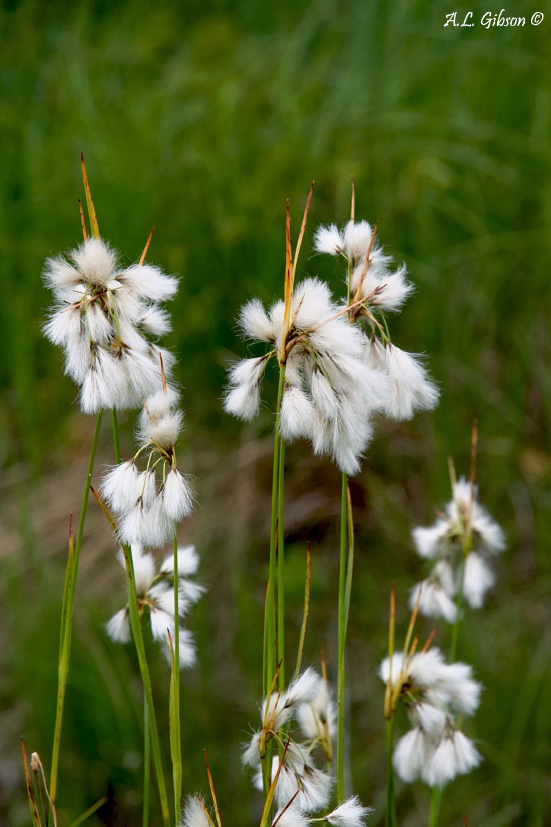 The Buckeye Botanist: Showcase on the Sedges (Cyperaceae)