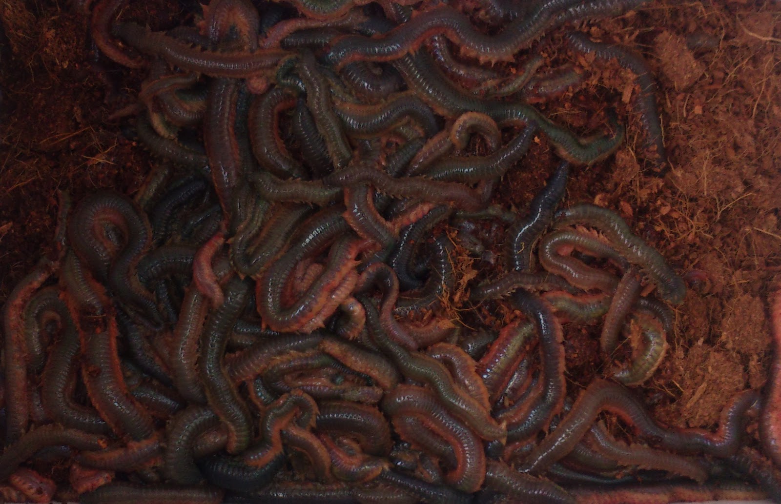 Sundfisker.dk - Blog : Agn