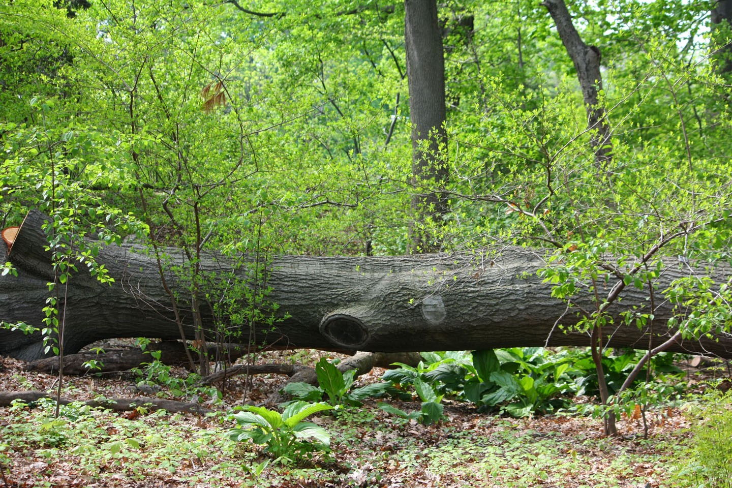 66 Square Feet (Plus): NYC Wildflower Week May 6 - 15