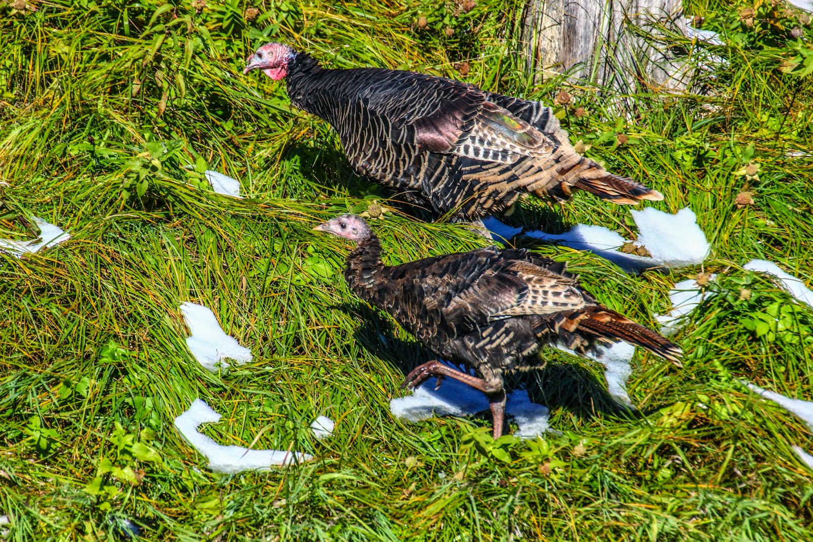 Cannundrums: Merriam's Wild Turkey