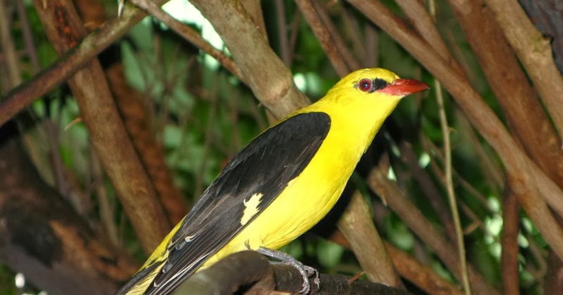 Variety of Life: Oriolidae