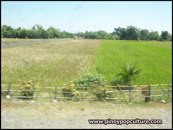 Pinoy Pop Culture: Rice Field in Pangasinan