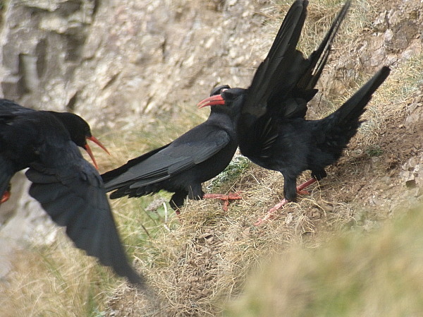 birding never sleeps: 2012 Highlights at home