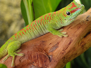 The Gecko Zone : The Giant Day Gecko