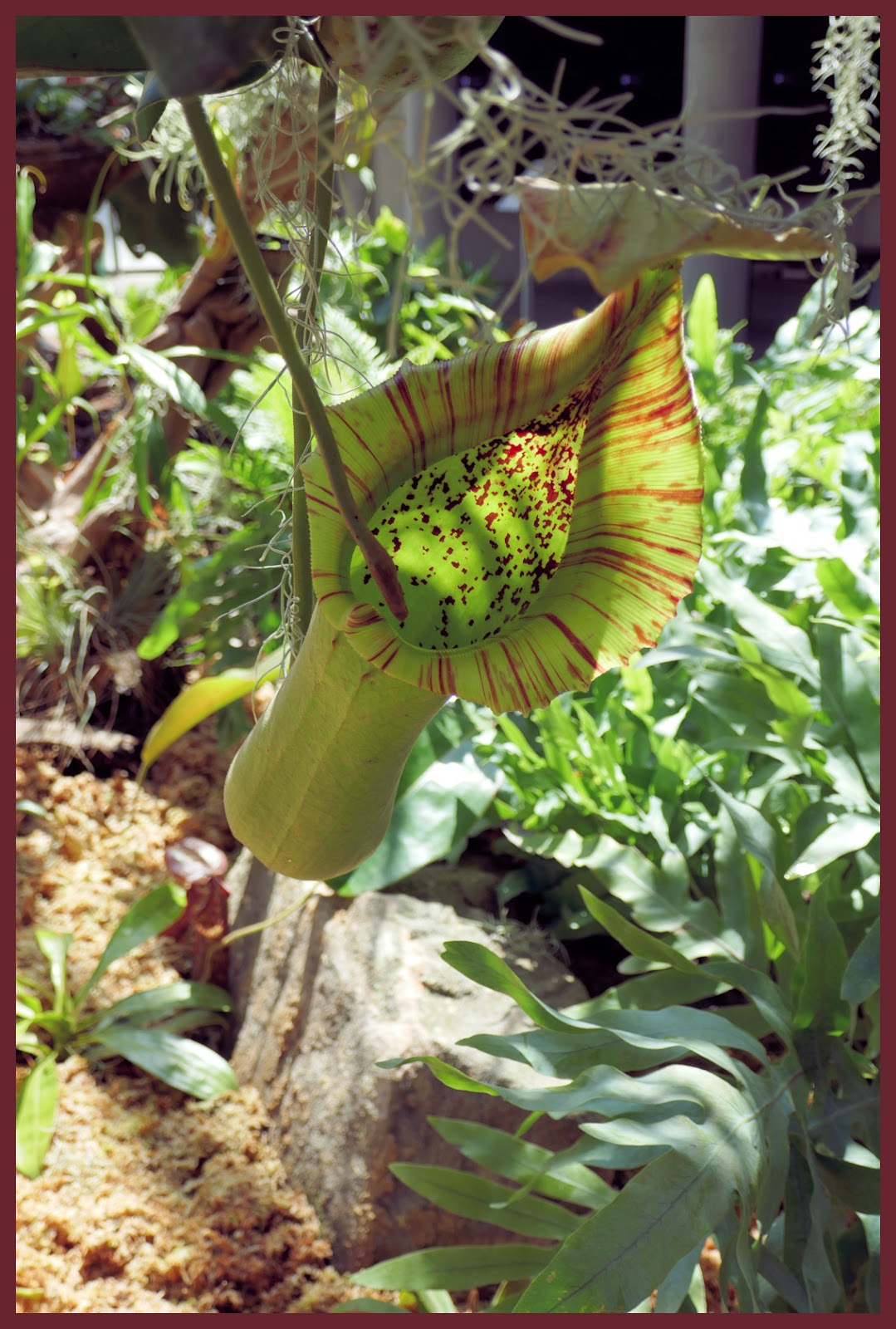 Plants with Bite - The Royal Botanic Garden Sydney | Our Walks