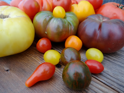 ...a quiet life...: a little more tomato love...