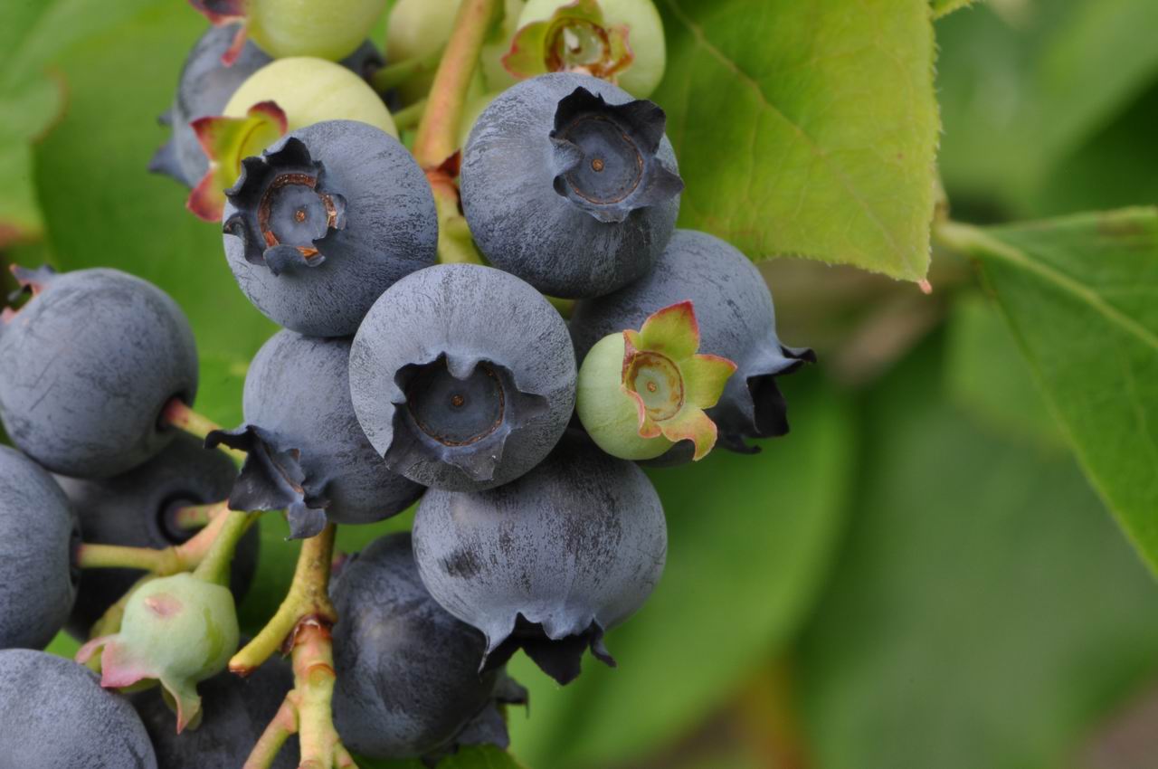 Myrtille américaine