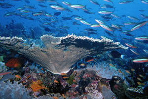 Indonesia Travel Guidebook: Destination: Lesser Sunda Islands --> East ...