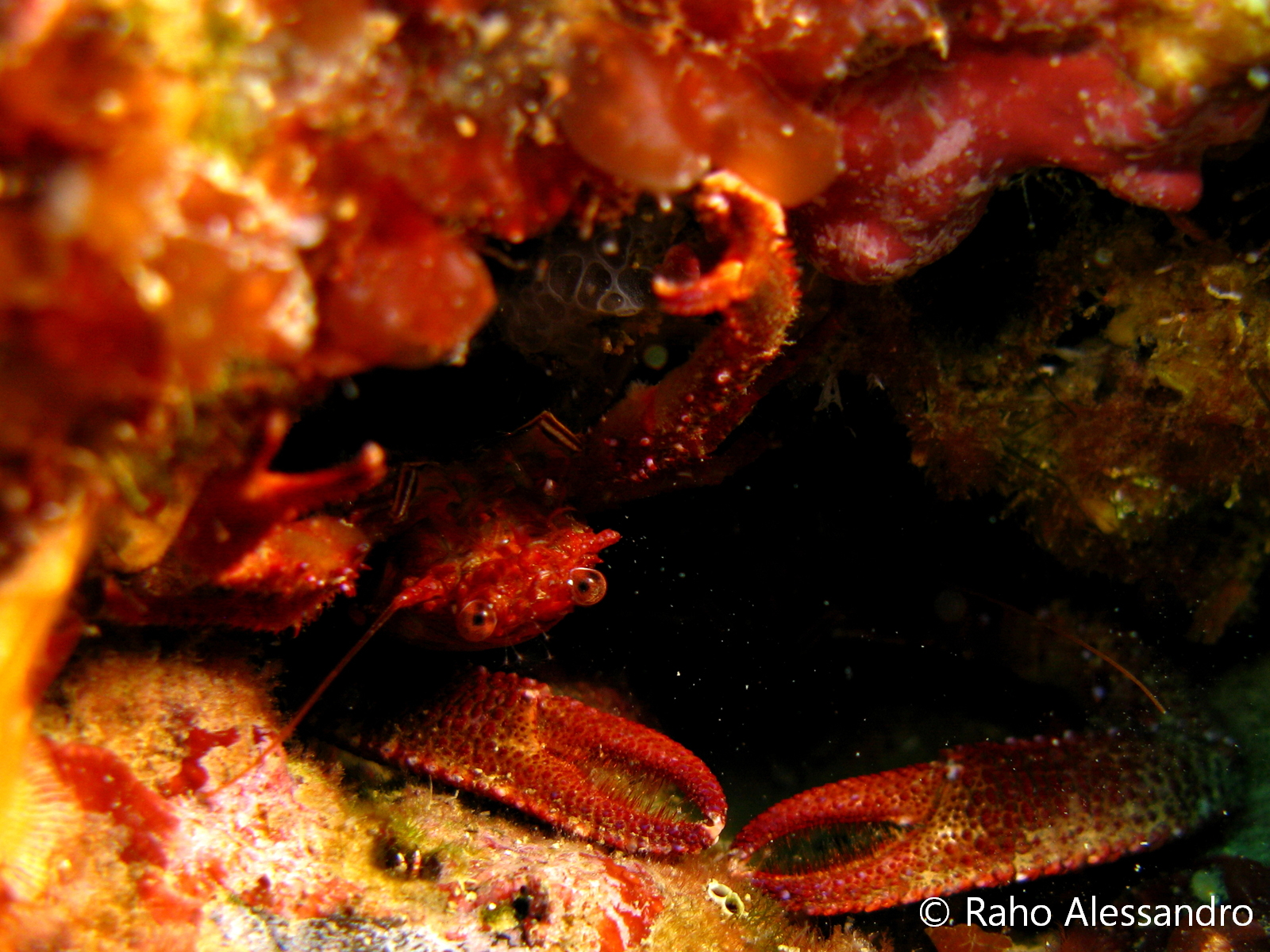 Necton e Plancton: Crostacei: Galatea Squamifera