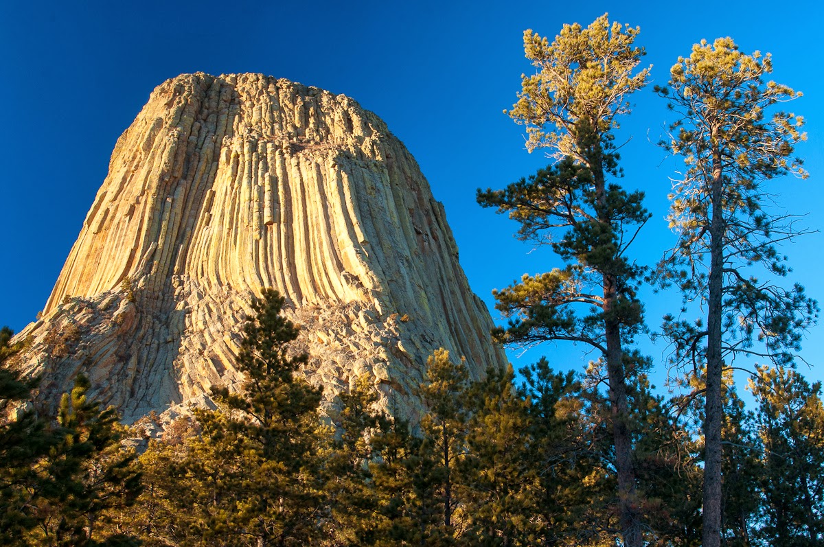 A Tree Falling: Devils Tower
