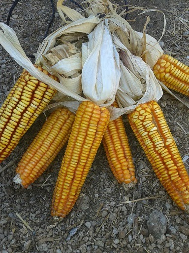 El Huerto Ecológico de Marcos: Secando el millo