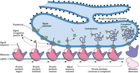 Biology matters: Cell structure and function tutorial - Ribosomes