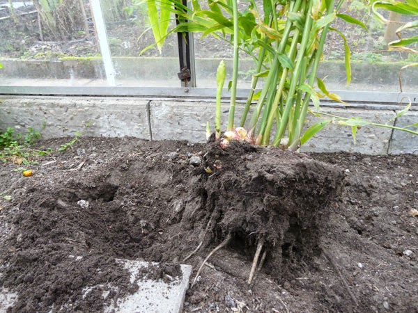 huis-tuin-en-keuken: C: Gember kweken en oogsten