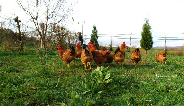 A horta de Artes: POLLO