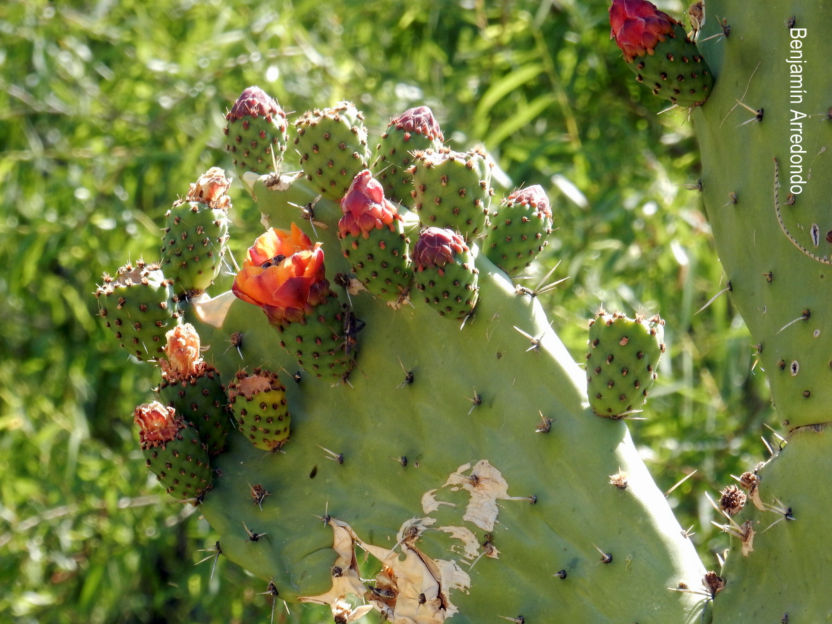 El Bable: El nopal siempre presente en México