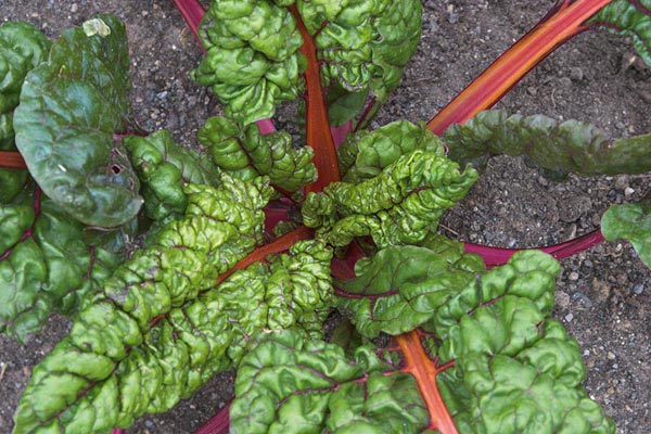 LJEKOVITO BILJE I LIJECENJE BILJEM: LJEKOVITO BILJE: Cvekla (Beta vulgaris)