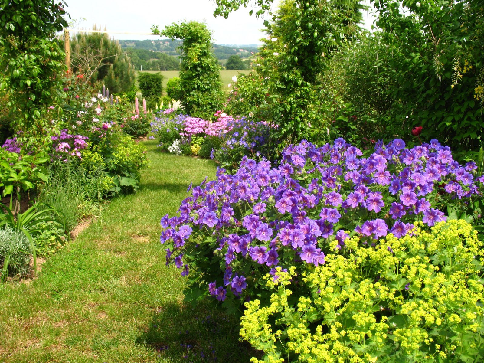 Roses du jardin Chêneland: Floraisons de juin