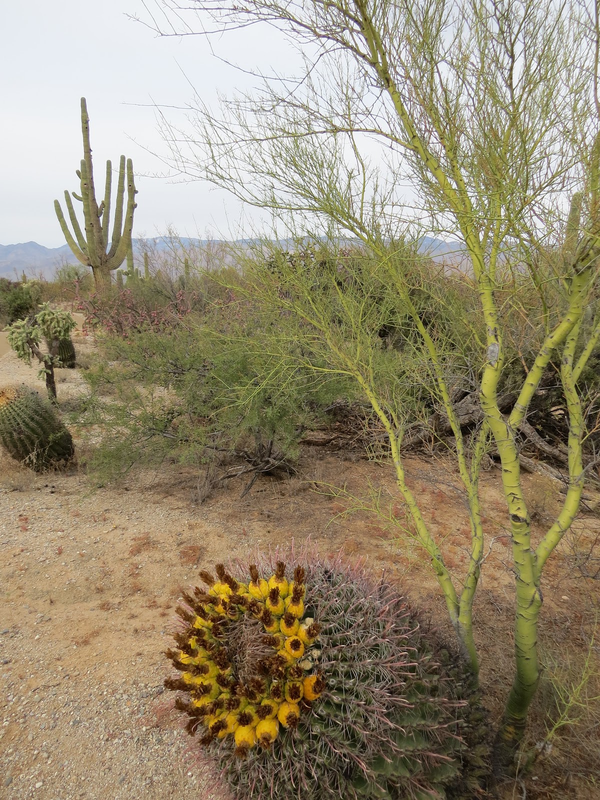 Have Book, Will Travel: Sahuaro National Park--East