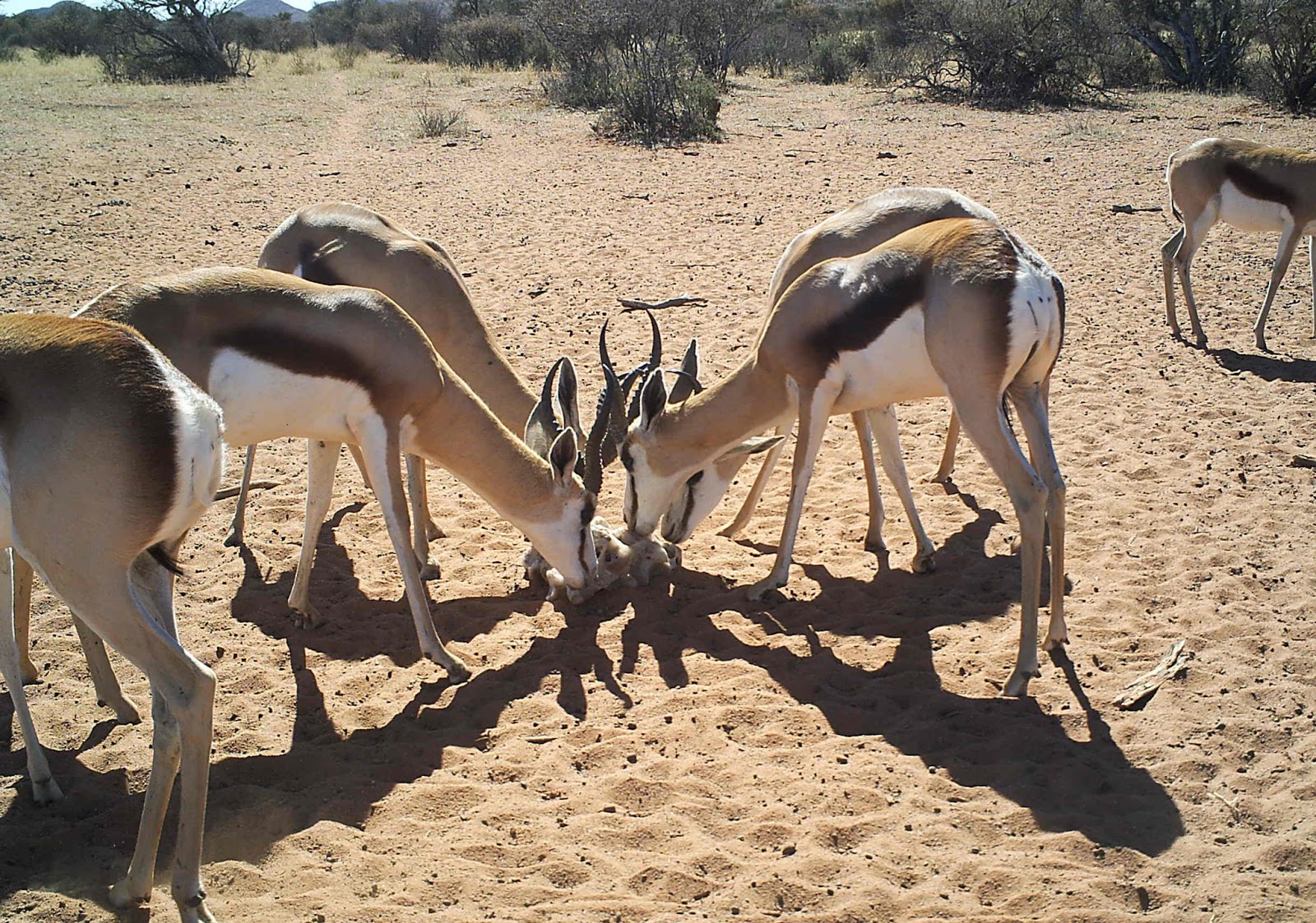 BushCam Adventures