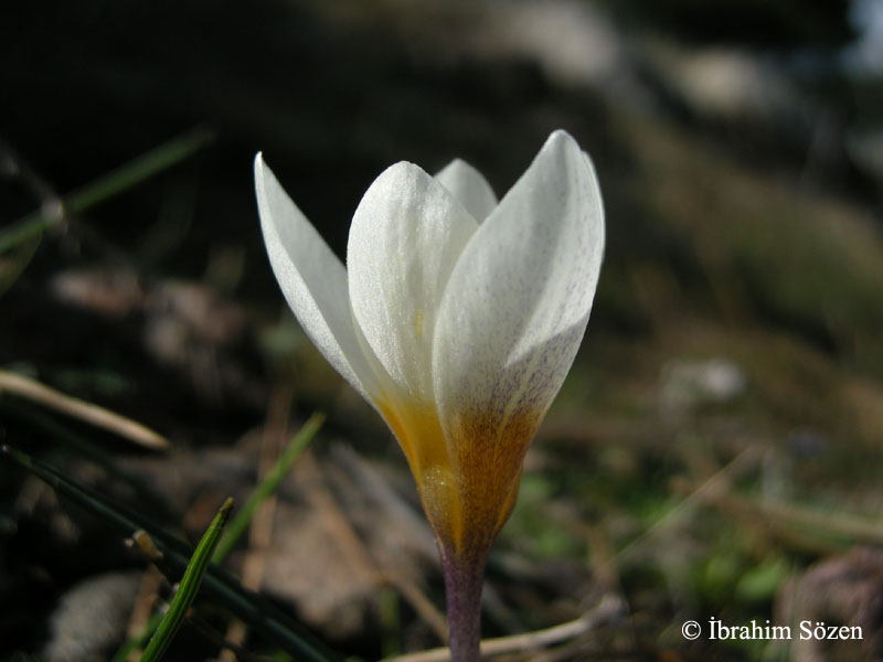 The Country Of Crocuses: Crocus candidus