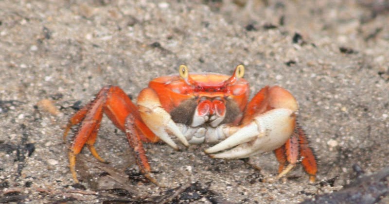 Crab Facts - Frozen Red Snapper, Red Snapper Fillets for Sale, Red ...