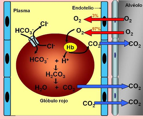 PLE Respira bé: LA RESPIRACIÓ