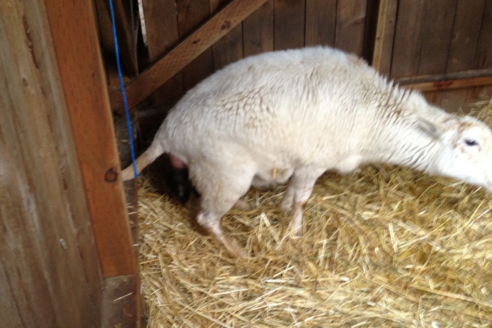 BCxFour: Birth of a Lamb