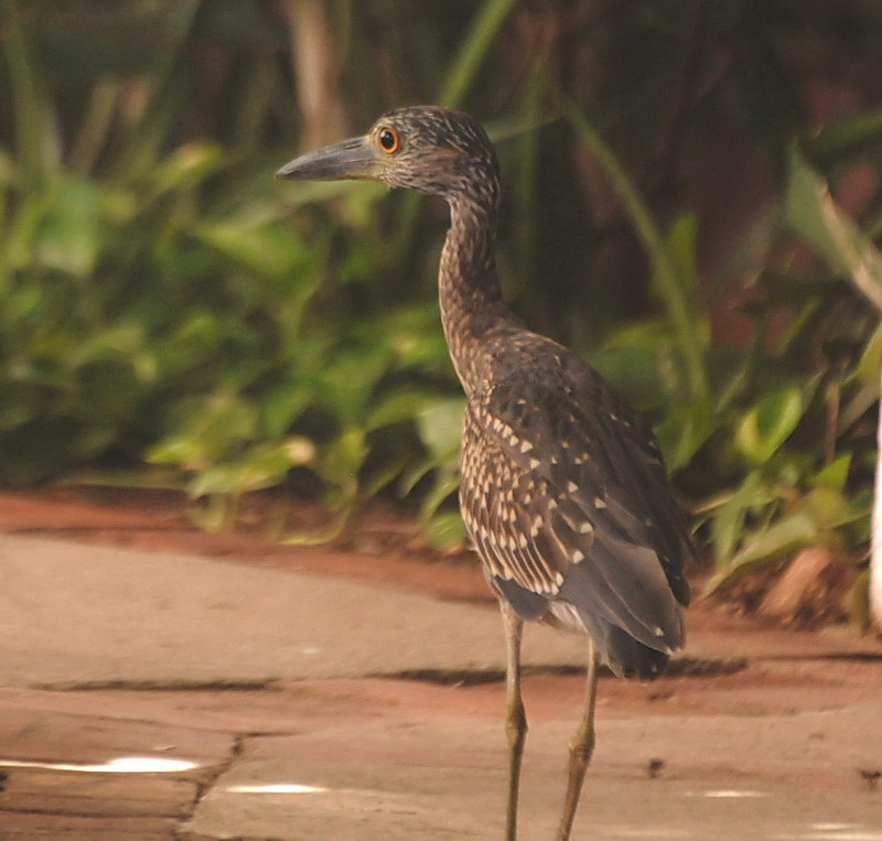 A Wandering Naturalist: Jamaica: Chi Chi Bud Oh!