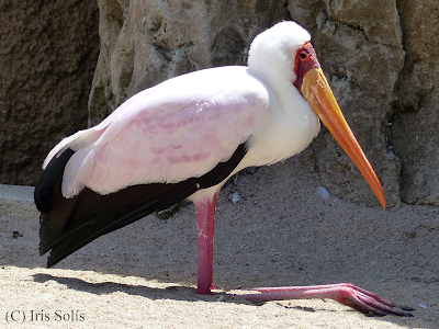 FaunaDex: Tántalo africano