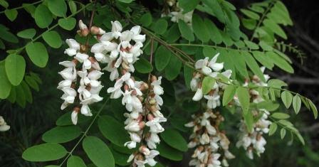 Zehirli Bitkiler Rehberi...