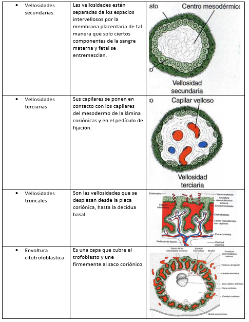 Embriologia: FL-07-TerceraSemanaDelDesarrollo-Rodriguez-Caicedo-AM