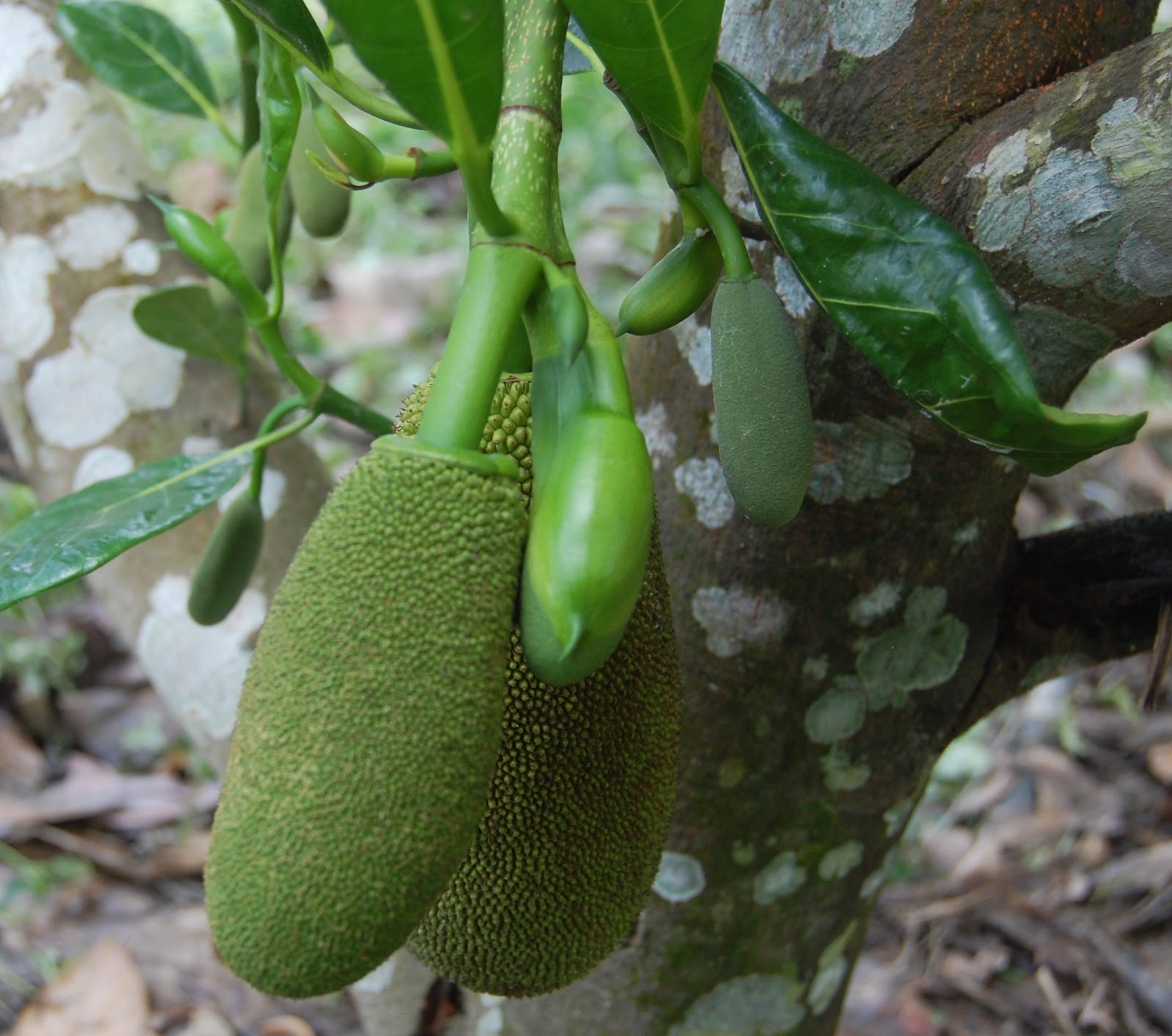 Suria Helang Lui: Jackfruit (Nangka)