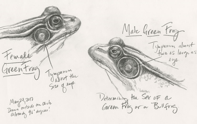 Red and the Peanut: A Green Frog and a Bullfrog....and the differences ...