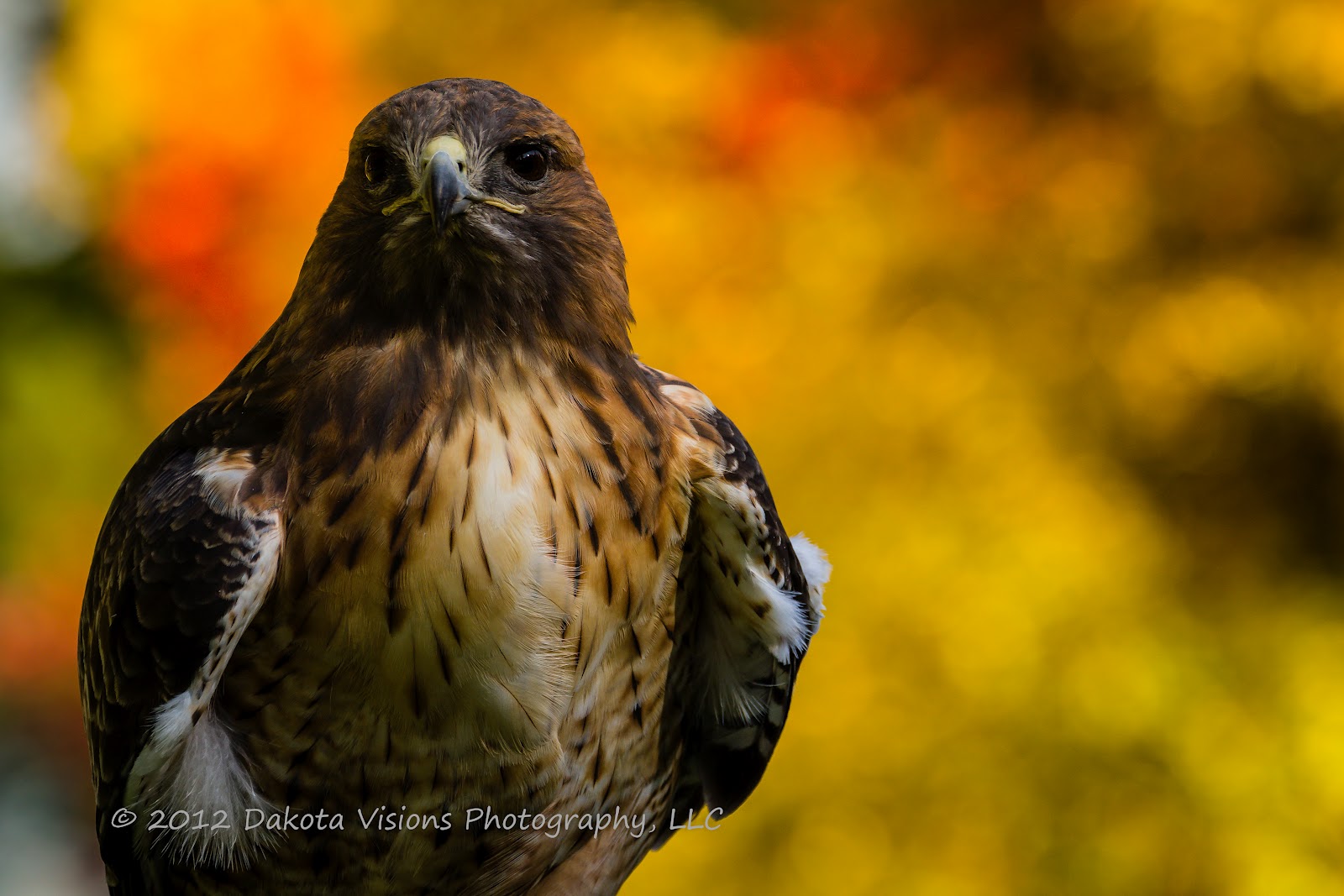 See You Behind the Lens... : Birds of Prey: Red-tailed Hawk