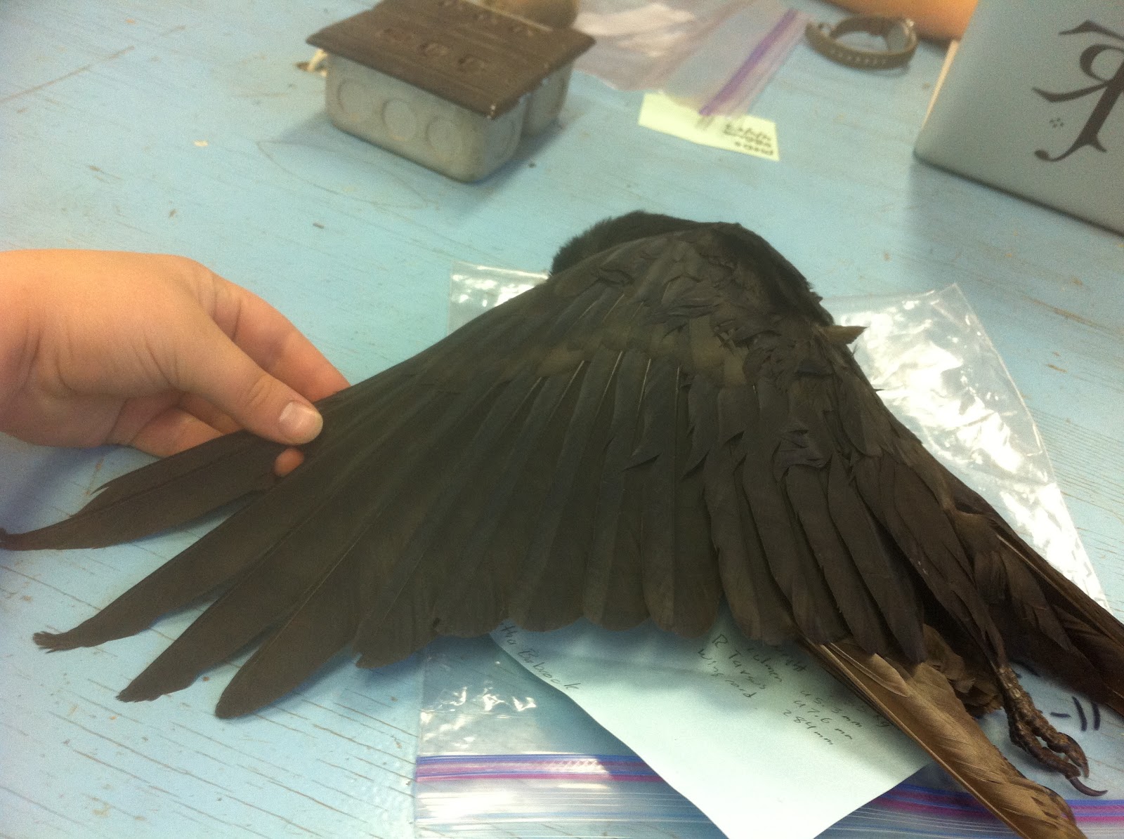 Graveyard Rat: Sam Black Crow or Adventures in Taxidermy