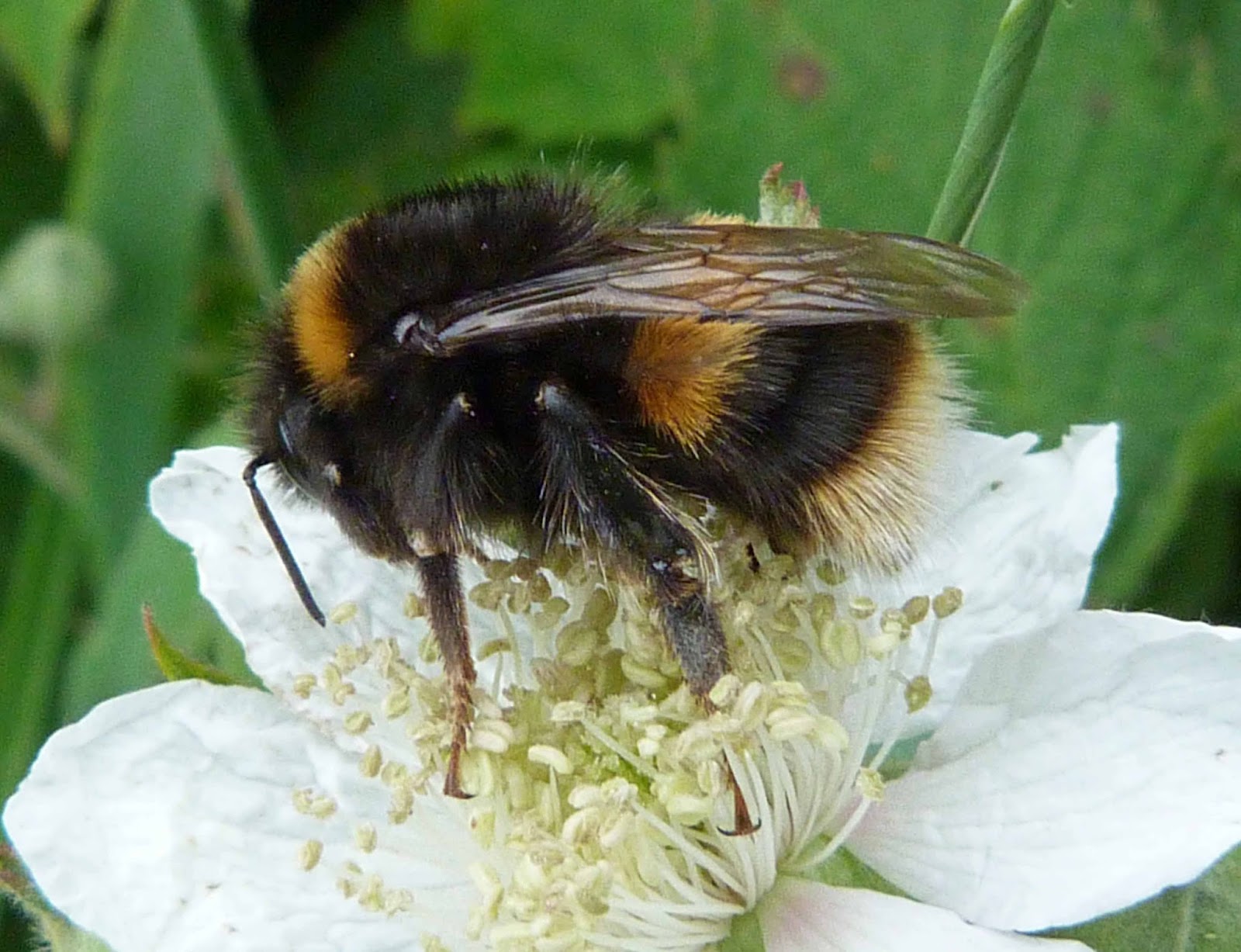 Insects of Scotland: Bees/Wasps/Ichneumons/Sawflies/Ants