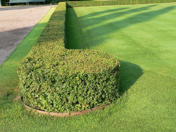 Fimman puksipuu : Taikinamarja, Ribes alpinum - pohjoinen puksipuu ...